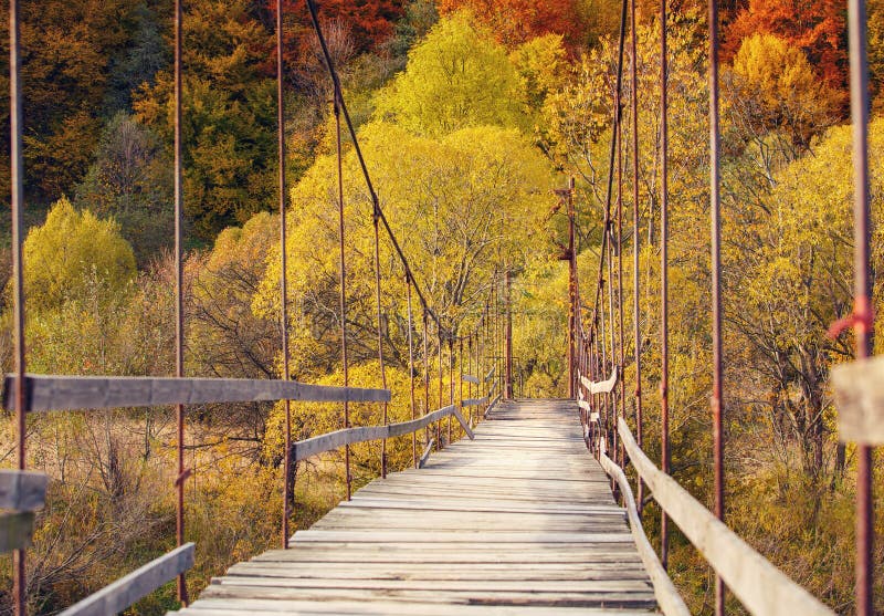 Suspension Bridge in the Forest Stock Photo - Image of path, footbridge ...