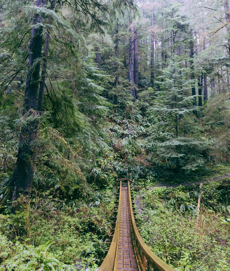 Suspension Bridge Made in the Forest Stock Image - Image of adventure ...
