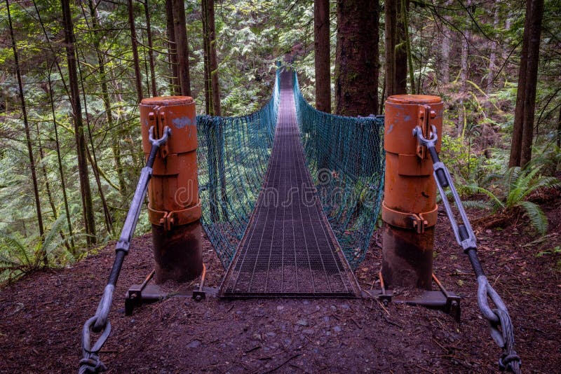 Suspension Bridge in the Middle of a Forest with Tall Trees Stock Image ...