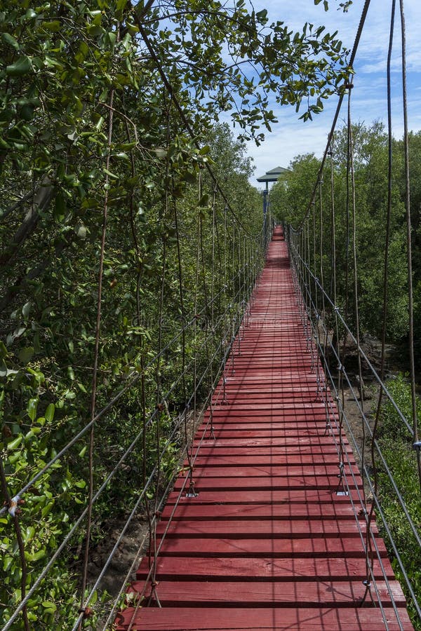 Suspension Bridge, Nature Trail in Mangrove. Stock Image - Image of ...
