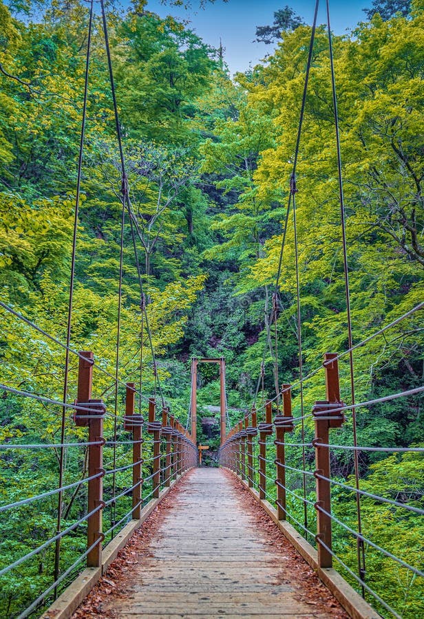 Suspension Bridge Over the River in Forest Stock Image - Image of ...