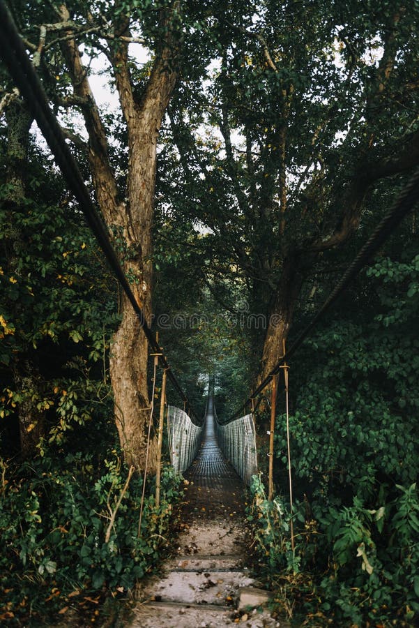Suspension Bridge Over River in the Woods. Stock Image - Image of ...