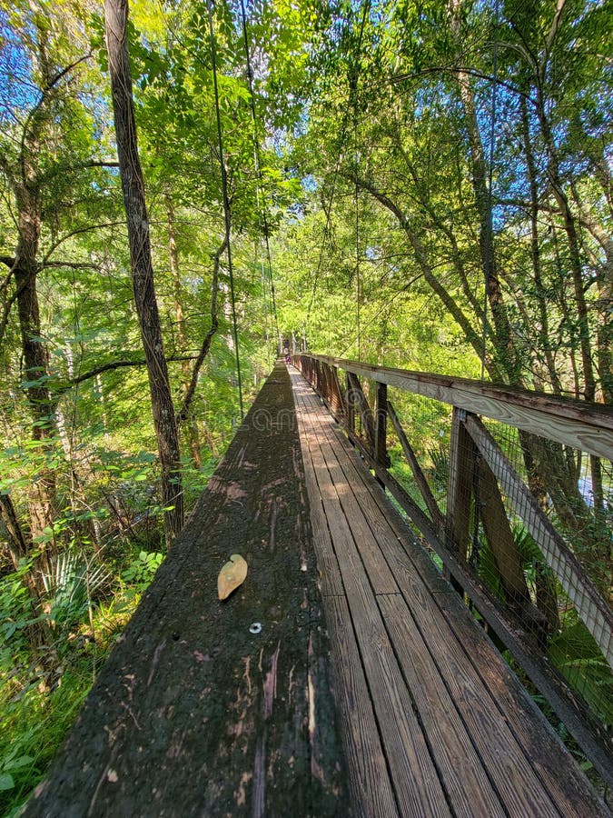 Suspension bridge stock photo. Image of plant, nature - 230948664