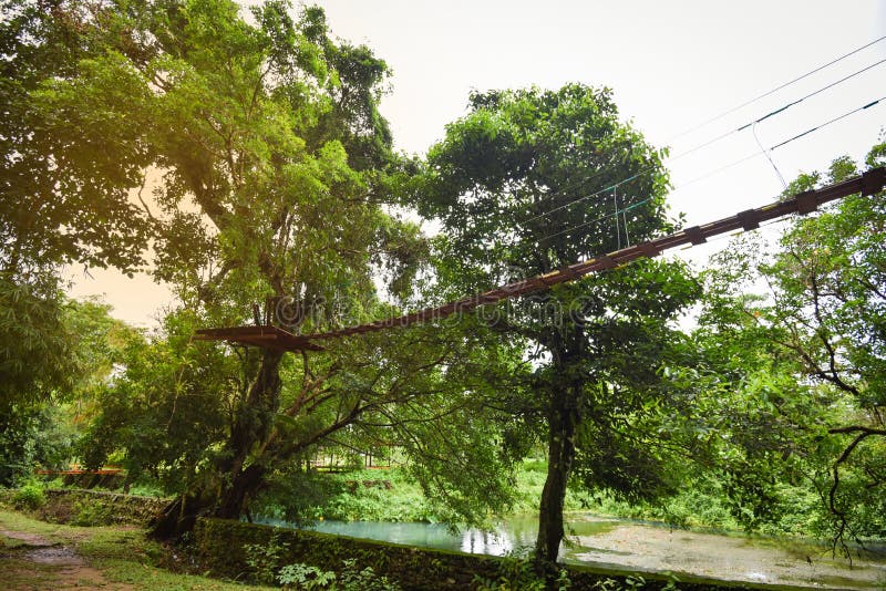 Suspension bridge on tree stock photo. Image of capilano - 97061546