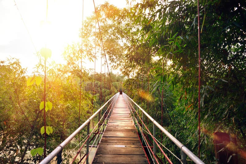 Suspension Bridge in a Tropical Forest at Sunset. Stock Photo - Image ...
