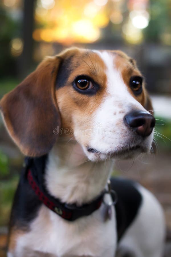 Suspicious beagle stock image. Image of black, staring - 175097261