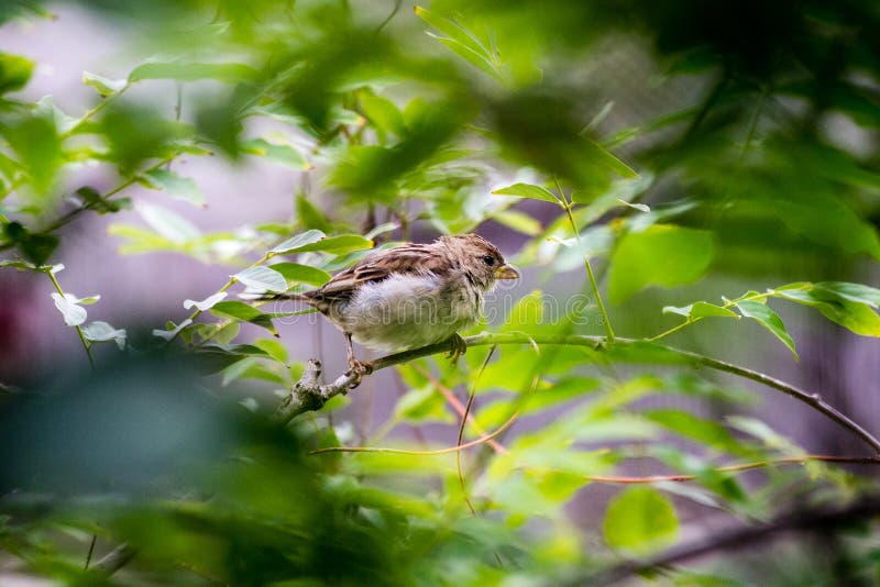 Suspicious bird stock photo. Image of playing, breed - 82269598