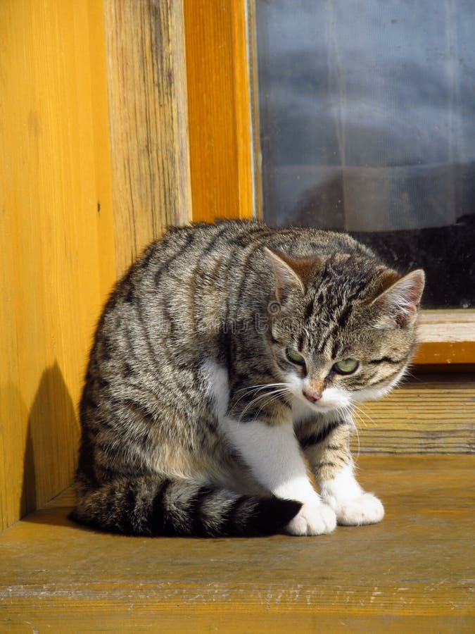 Cat look suspicious stock image. Image of domestic, look - 151100793