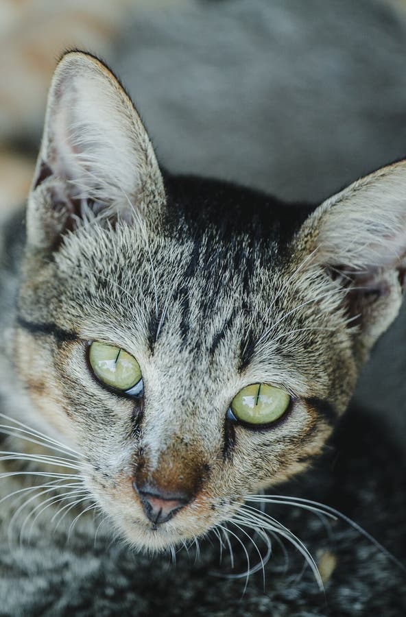 Suspicious cat portrait stock photo. Image of bells, color - 74317624