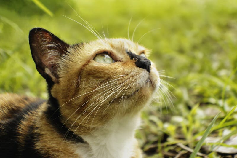 Suspicious cat portrait stock photo. Image of bells, color - 74317624