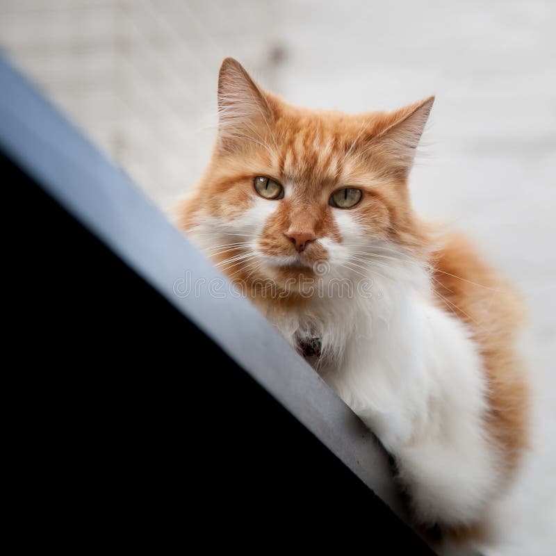 Suspicious Cat on Railing stock image. Image of face - 36237957