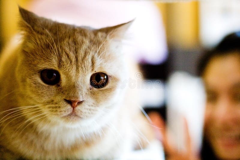 Suspicious cat stock photo. Image of today, kitty, life - 57763738