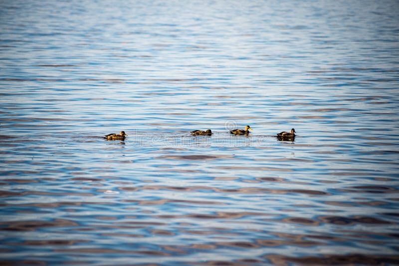 Suspicious Ducks is Playing in the Water Stock Image - Image of ...
