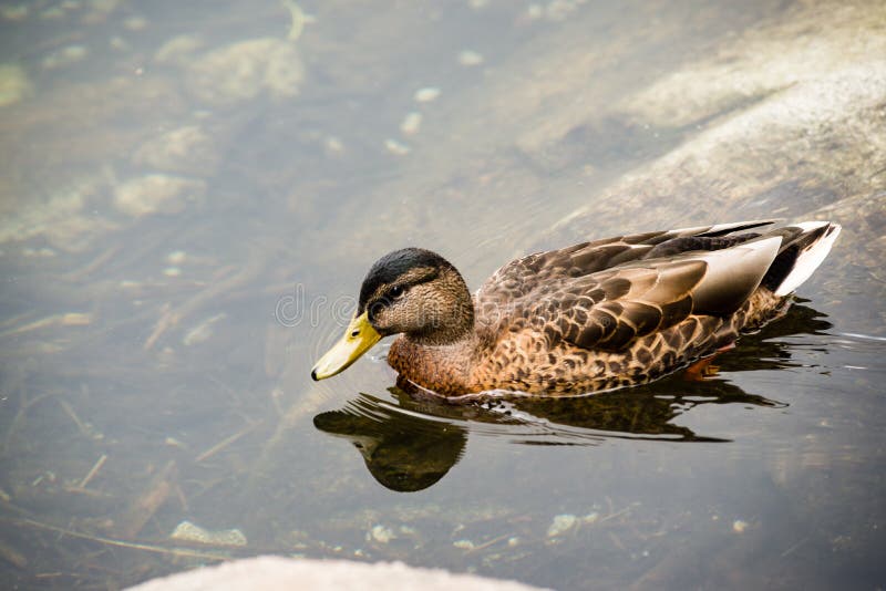 Suspicious Ducks is Playing in the Water - Vintage Film Effect Stock ...