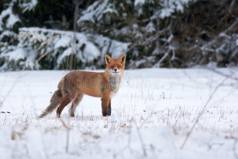 Suspicious fox stock image. Image of cold, portrait, looking - 81291739
