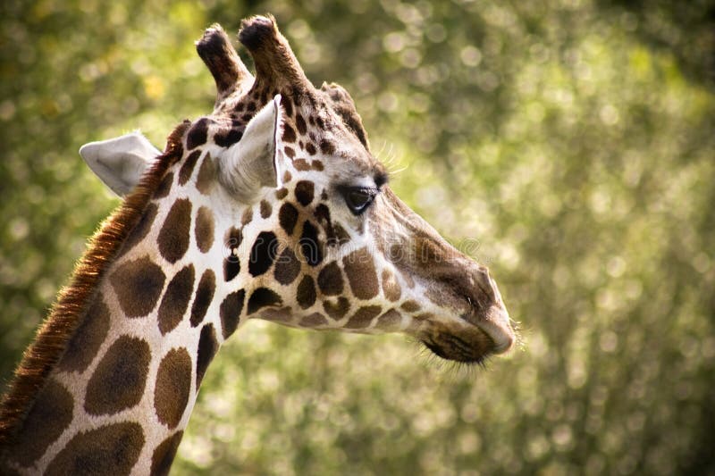 Suspicious Giraffe Giving the Camera the Side-eye Stock Photo - Image ...