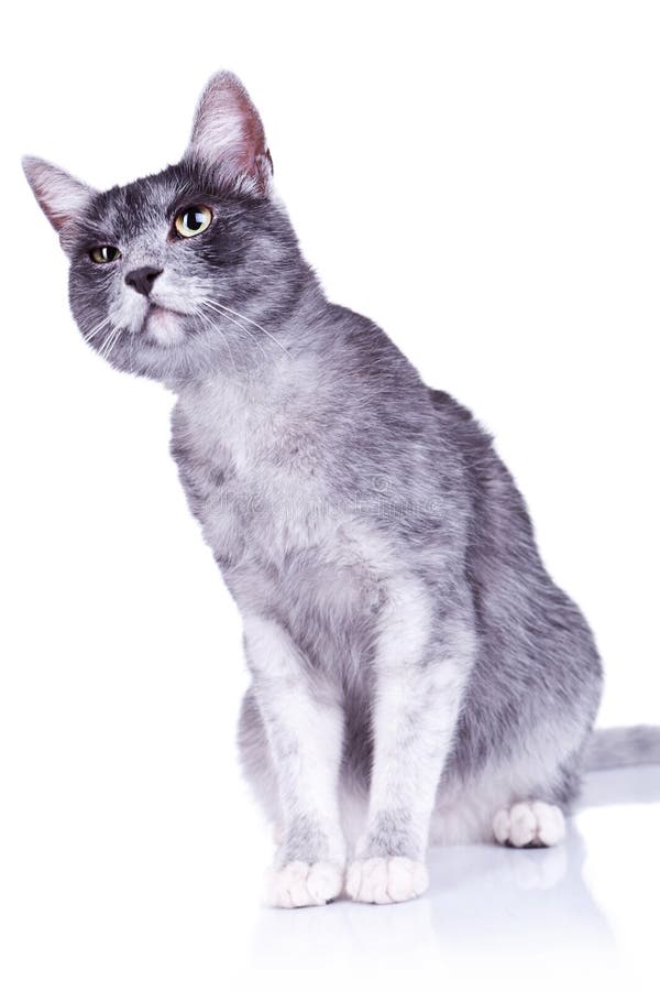Cat stock photo. Image of gray, beautiful, portrait, coon - 23151922