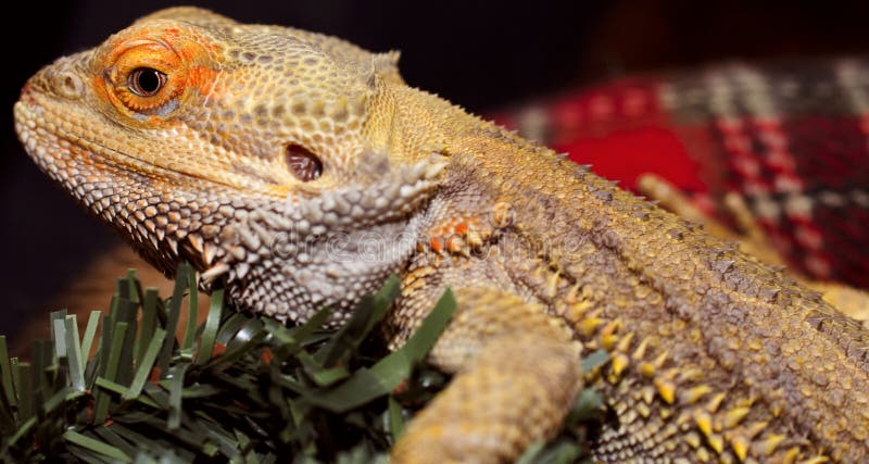 A suspicious Lizard stock image. Image of watches, flash - 48250683