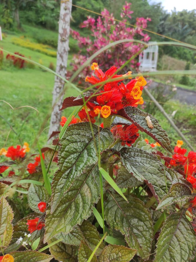 Suspicious red flower stock image. Image of produce - 237633415
