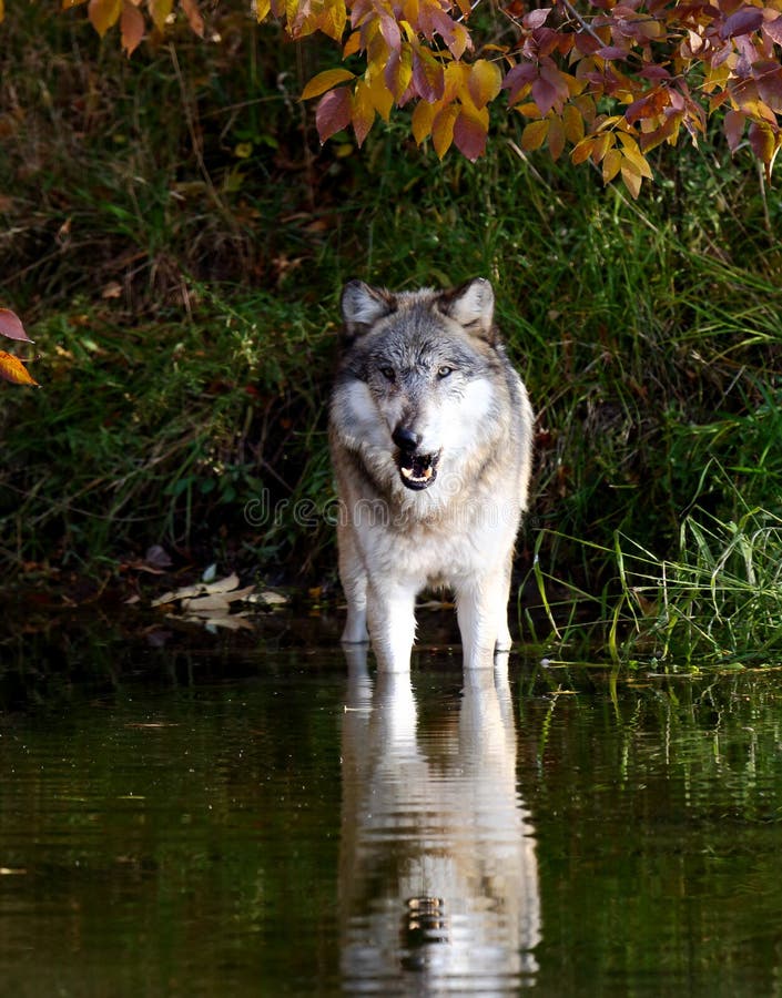 580 Wolf Reflection Photos - Free & Royalty-Free Stock Photos from ...