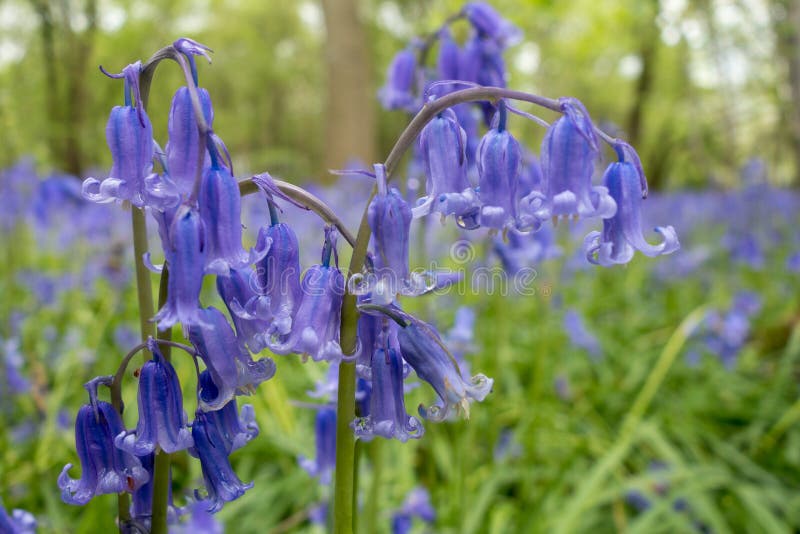 Bluebells in Full Bloom at Darroch Woods Near Blairgowrie in Perthshire ...
