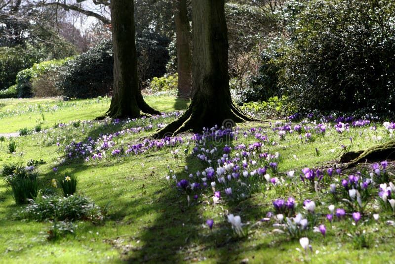 Sussex Springtime 2 stock photo. Image of england, tree - 4176840