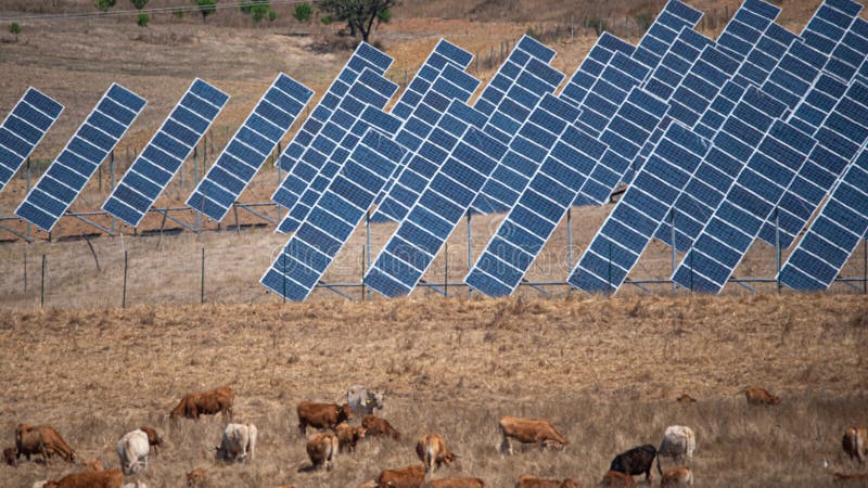Sustainable Countryside, Cattle and Solar Technology Stock Photo ...