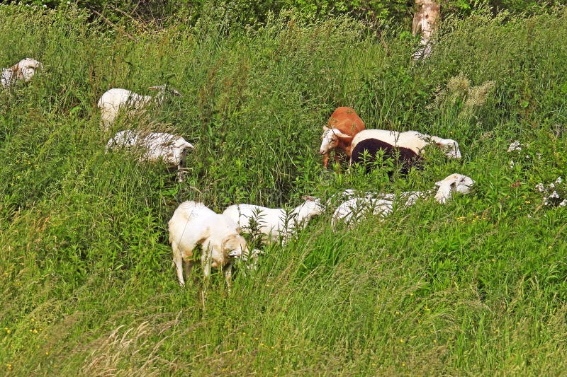Sustainable Farming Goat Herd Pasture Field Mob Grazing Stock Photo ...
