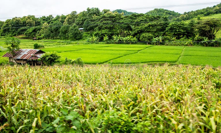 Sustainable Rice and Corn Fields, Chiang Mai Stock Photo - Image of ...