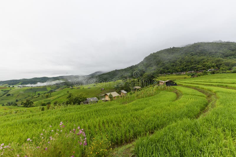 Sustainable Rice and Corn Fields, Chiang Mai, Thailand Stock Photo ...