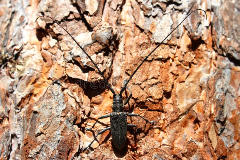 Sutor Del Monochamus. Scarabeo Nero Con Le Antenne Lunghe. Immagine ...