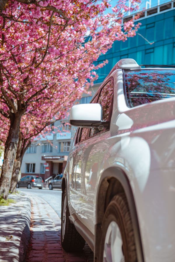 Suv Car Parked Under Blooming Sakura Tree Stock Photo - Image of ...