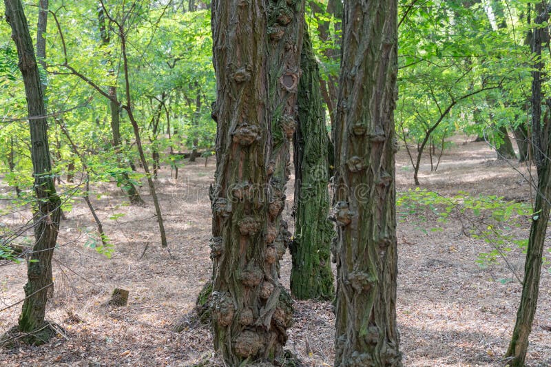 Suvel is Spherical Growth on Tree in Forest. Trunk with Burls is ...