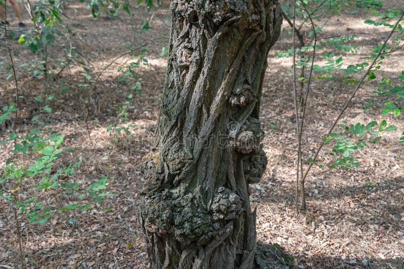 Suvel is Spherical Growth on Tree in Forest. Trunk with Burls is ...