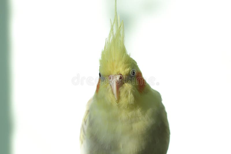 Suvory Look of a Female Parrot Stock Photo - Image of isolated, beak ...
