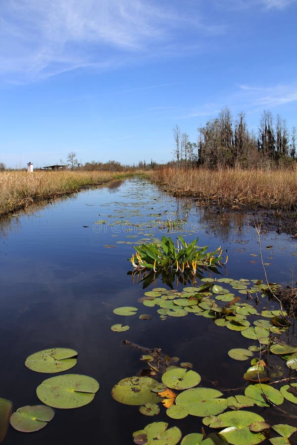 Suwanee River with Lily Pads - Okefenokee Swamp Stock Image - Image of ...