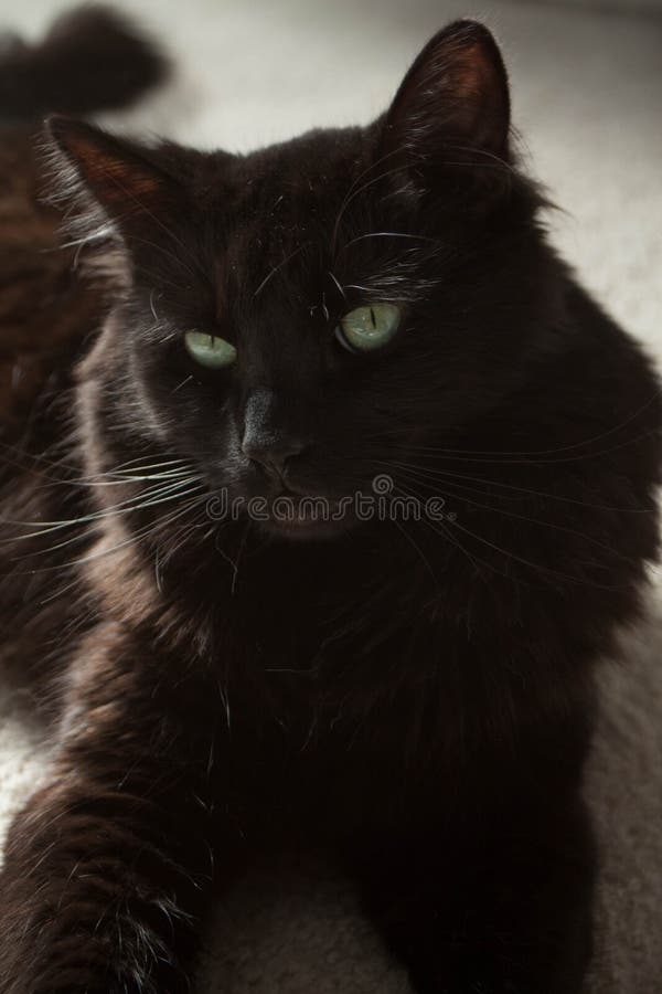 Den Svarta Katten Eyes Green Fotografering för Bildbyråer - Bild av ...