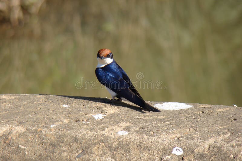 Svala arkivfoto. Bild av konkret, vikt, skräddarsydd - 72869410