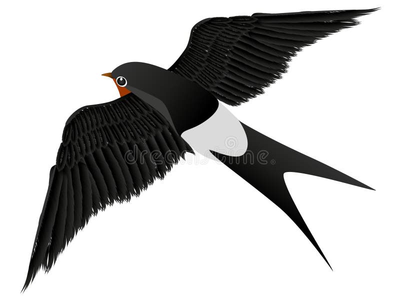 Svala vektor illustrationer. Illustration av rektor, element - 75280170