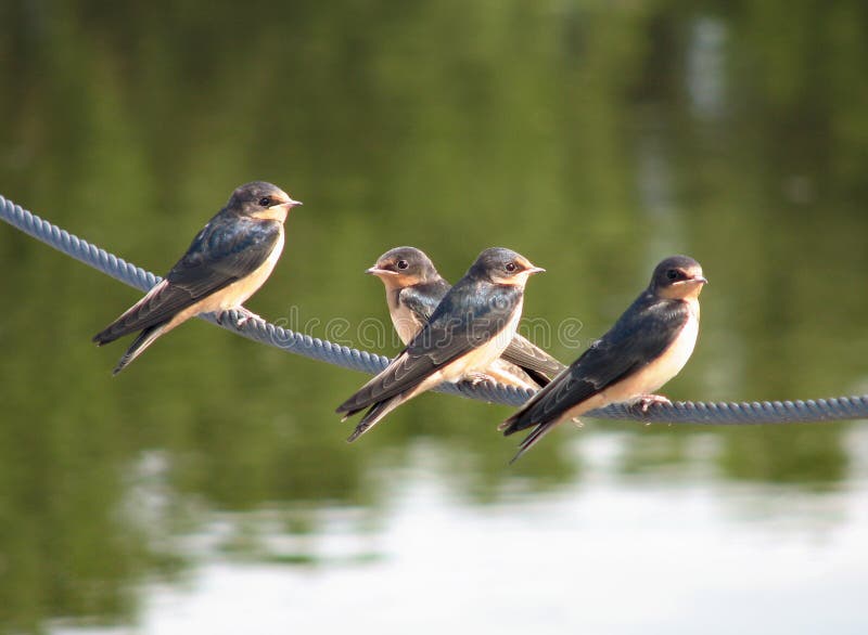 Svalor arkivfoto. Bild av observation, flyg, fritt, massage - 78026054