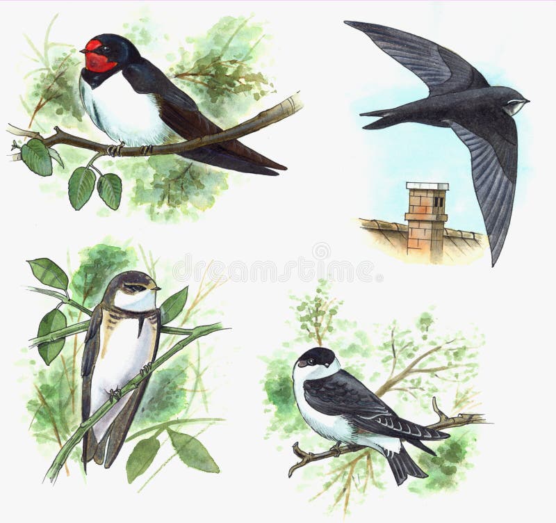 Svalor stock illustrationer. Illustration av fjäder, illustration - 4066969