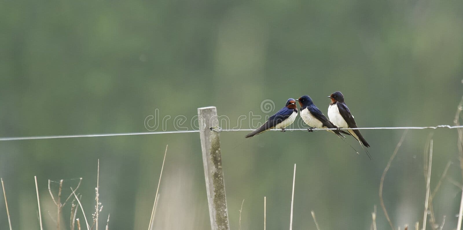 Svalor arkivfoto. Bild av bevingat, observation, fritt - 78026692