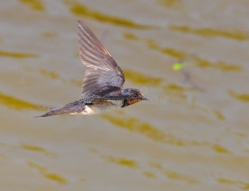 Svalor fotografering för bildbyråer. Bild av liten, litet - 45360415