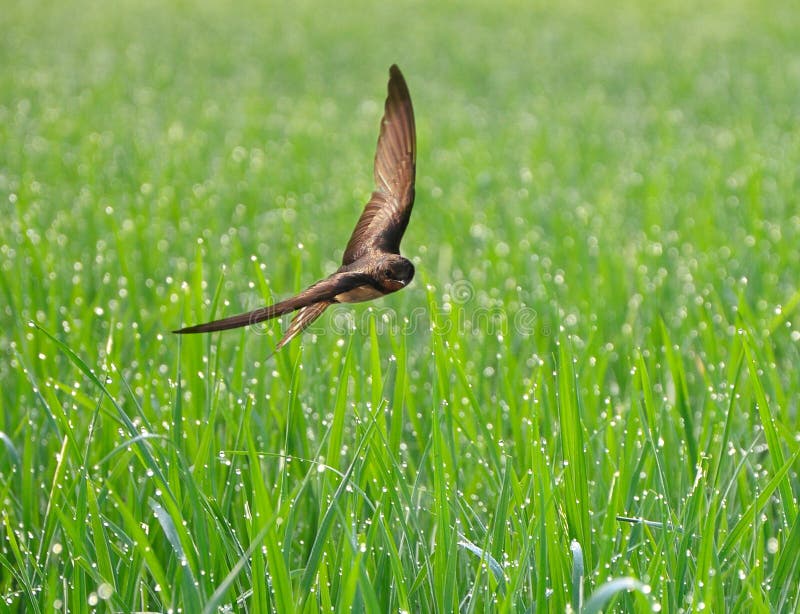 Svalor fotografering för bildbyråer. Bild av liten, litet - 45360415