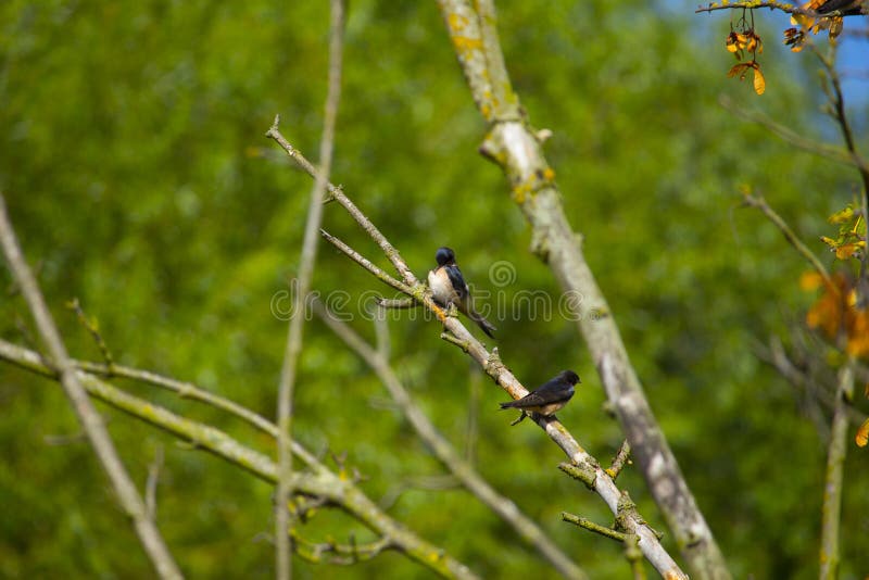 Svalor fotografering för bildbyråer. Bild av svalor, soligt - 57985319