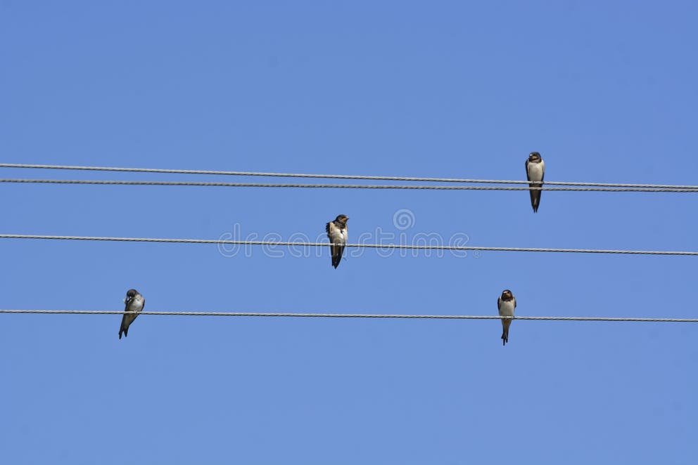 Svalor arkivfoto. Bild av observation, flyg, fritt, massage - 78026054