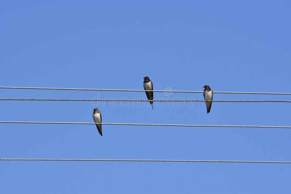 Svalor arkivfoto. Bild av observation, ornitologi, flyg - 78026350