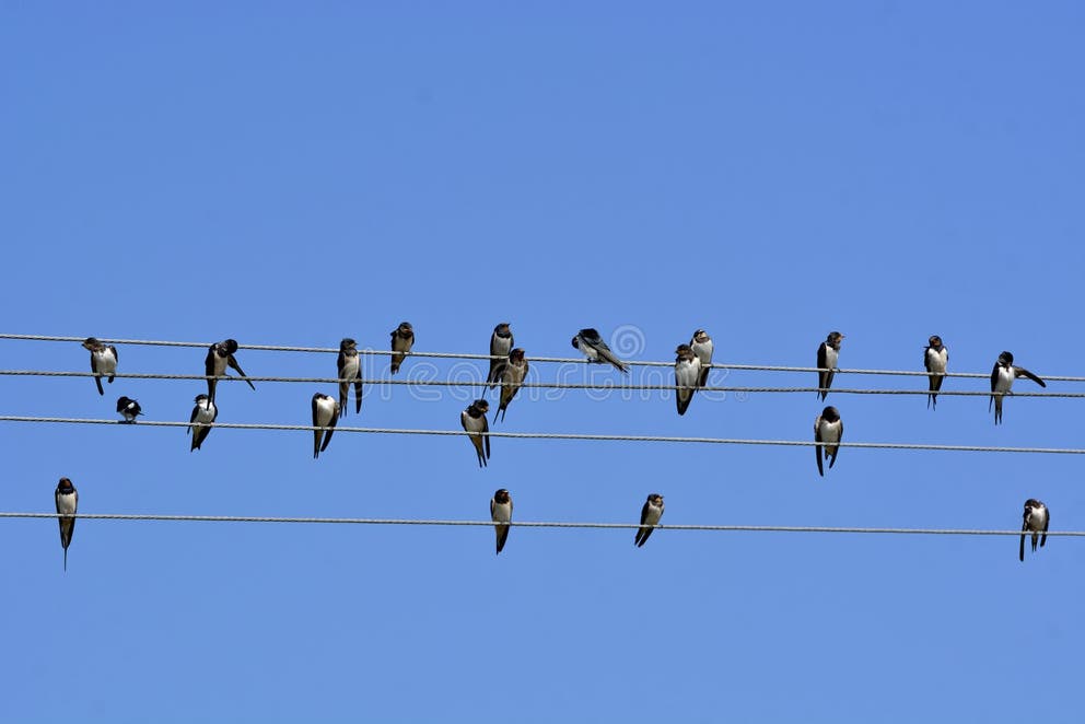 Svalor fotografering för bildbyråer. Bild av svalor, litet - 78026433