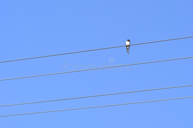 Svalor arkivfoto. Bild av bevingat, observation, fritt - 78026692