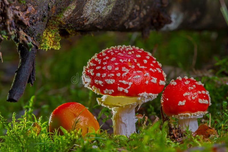 Svamp Champinjon, Agaric, Vegetation Bild. Bild: 102878379